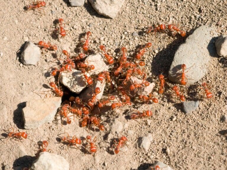 Fire ants guideline released for quarry managers - TradeEarthmovers